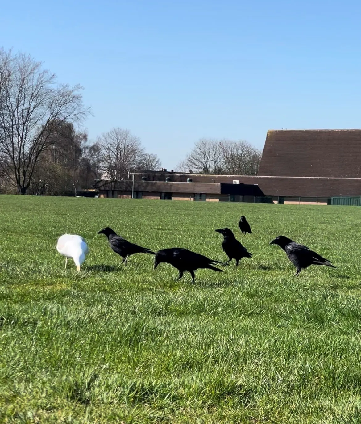 Feeding the Crows: A Quick Guide. As a specialist corvid rehabber, I am ...