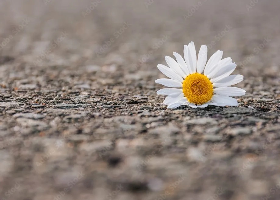 🧠 Javascript Map Vs Foreach Which One Should You Use By Udbhav Javascript In Plain