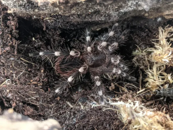 Top 10 Beginner-Friendly Tarantula Species | by Arachnium | Medium