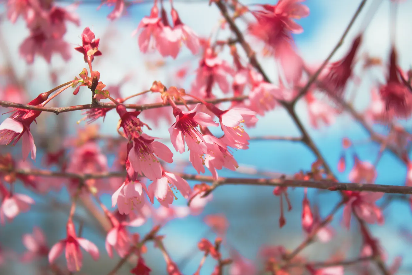 Combining Signals And Observables In Angular By Heloise Bahadiroglu Javascript In Plain English