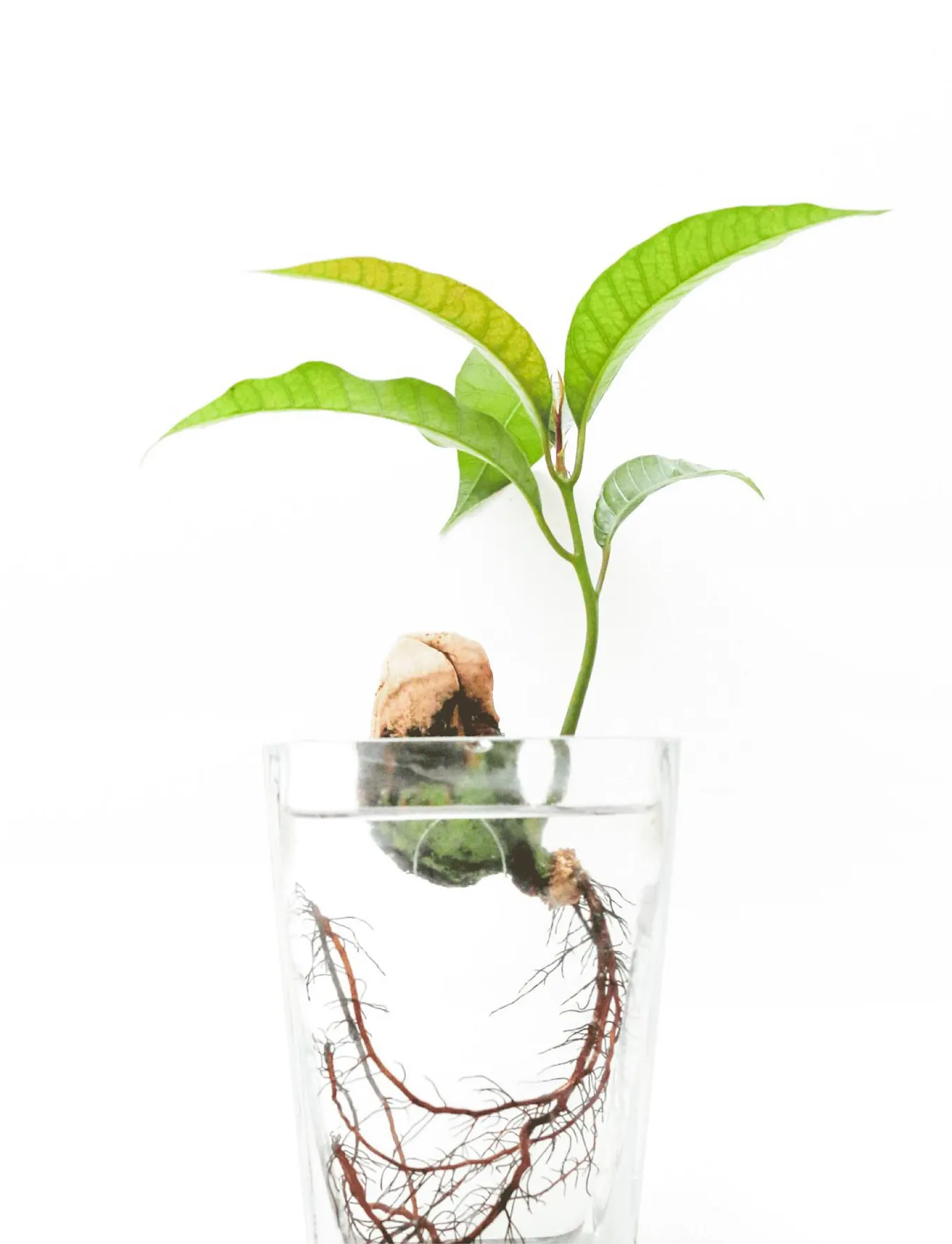 Rooted in Reason. A Christian Publication Open to New… | by Stephanie M ...