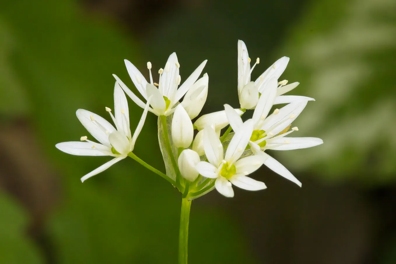 Flower Photography: Focus. Where and how to focus when shooting… | by ...