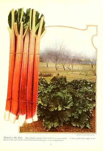 Rapunzel’s Vegetable: Rampion — A Botanical History | by Danielle ...