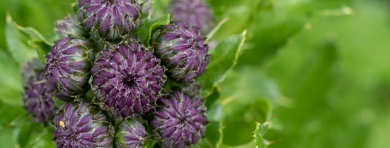 Better Openapi In Minimal Api With Typedresults Variant