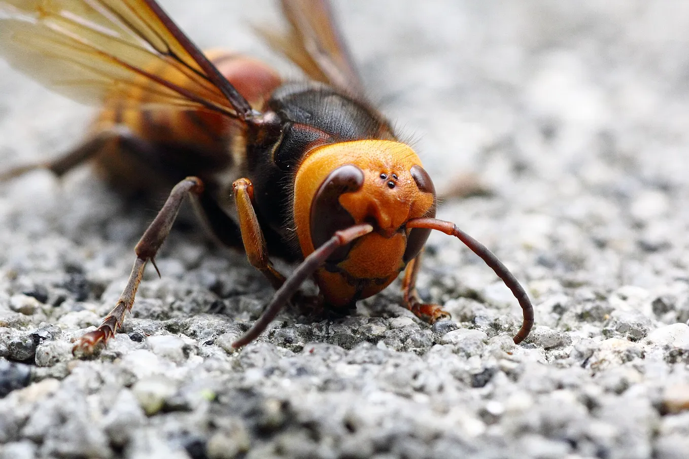 Fire bug: Insects’ complex relationship with the flames | by Gary ...