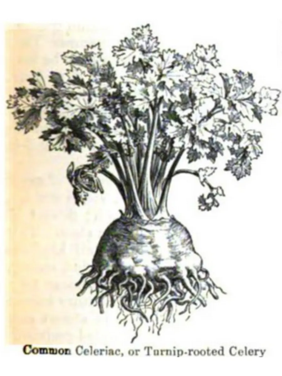 Rapunzel’s Vegetable: Rampion — A Botanical History | by Danielle ...