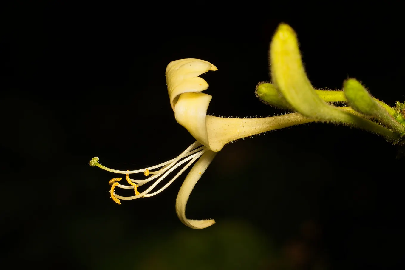 Flower Photography: Background Flowers | by Mark Overmars | Full Frame ...