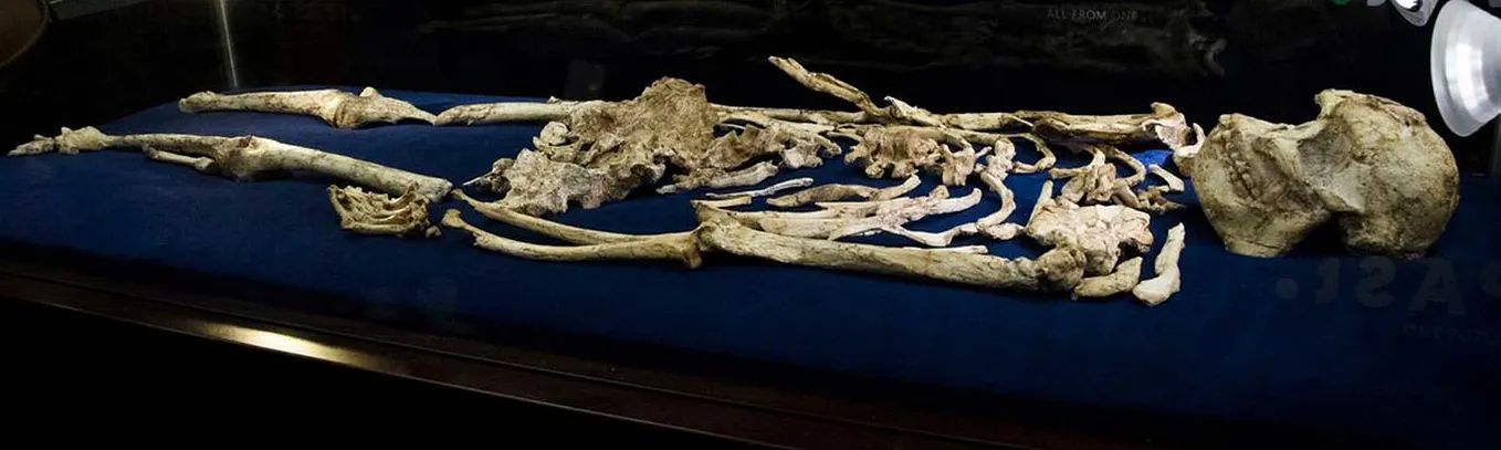 How much evidence have scientists found for human evolution? | by John ...