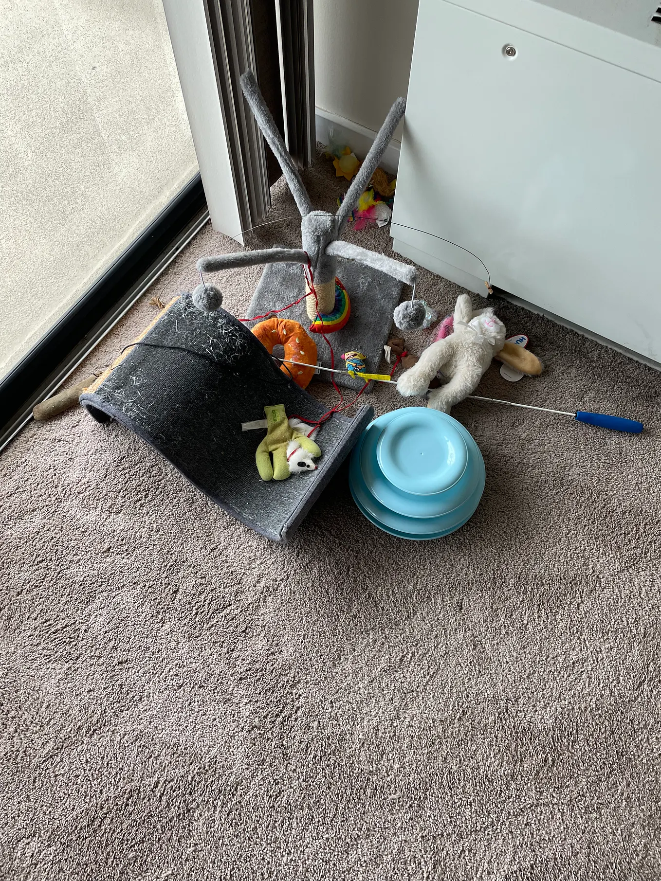 Caturday With Sideways Boy - Catness - Medium