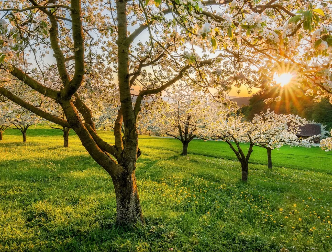 Early Summer - Tangled Mind - Medium