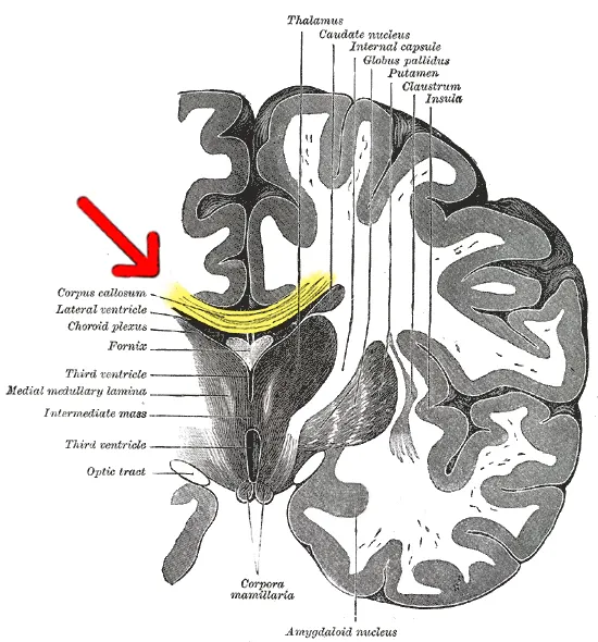Life Without Your Cerebellum. Tucked away at the back of your brain ...