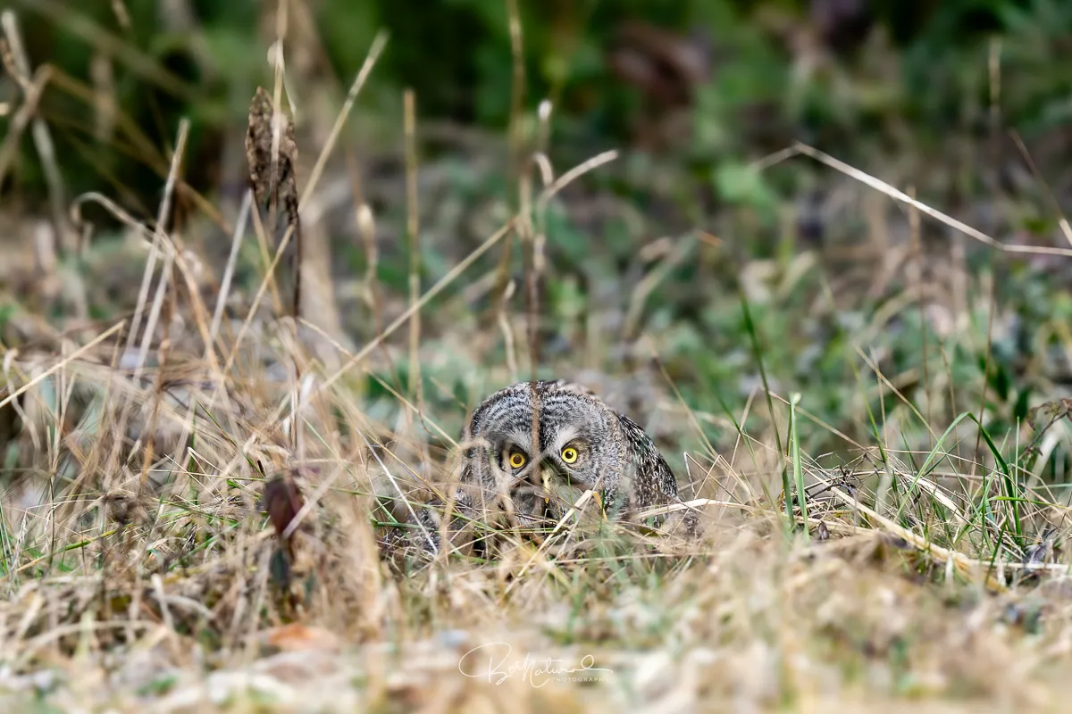 A Visual Feast: Creating Stunning Treemaps in Python using Squarify ...