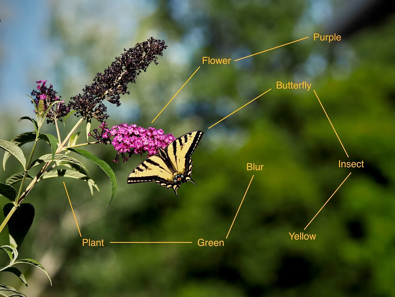 The most insightful stories about Object Detection - Medium