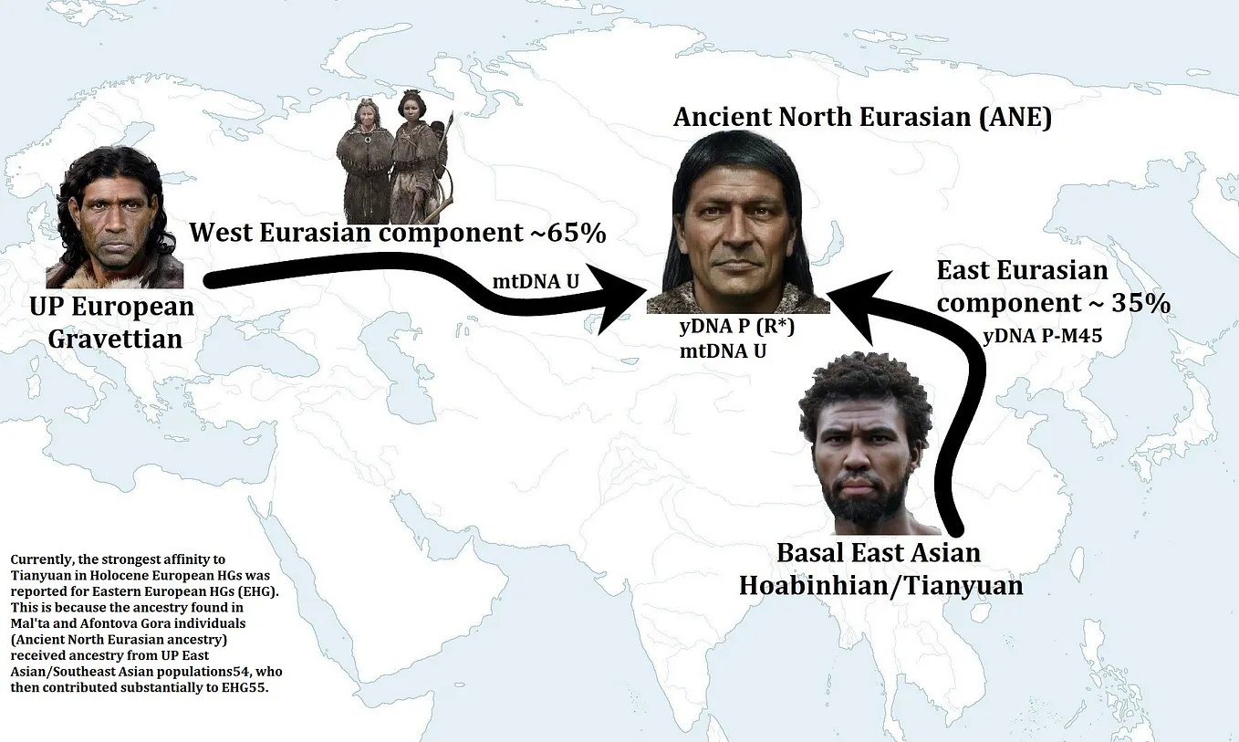 Origin of the AASI lineage and its specific regional substructure | by ...