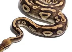 Solving Python Problems: Conditional Statements and Loops | by Shruti Mandaokar | TheTechieGuys ...