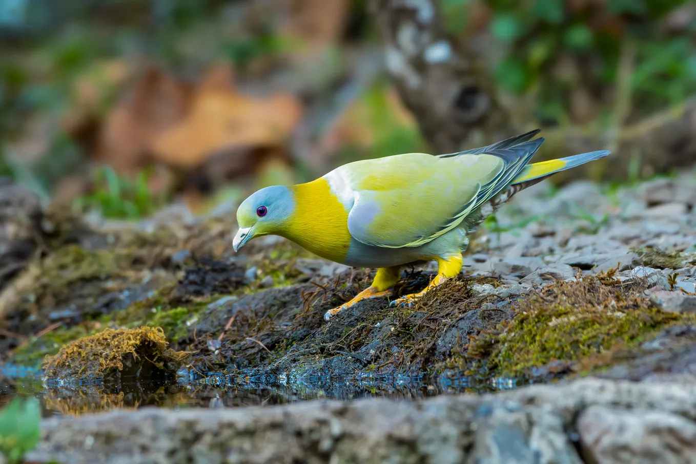 A Glimpse Into the Elusive World of the Blue-faced Malkoha | by ...