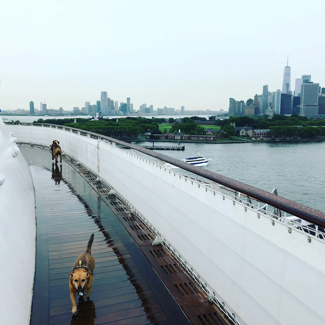 DOGS ON THE QM2: THE PAPERWORK — PART ONE OF FOUR | by Michelle Binkley ...