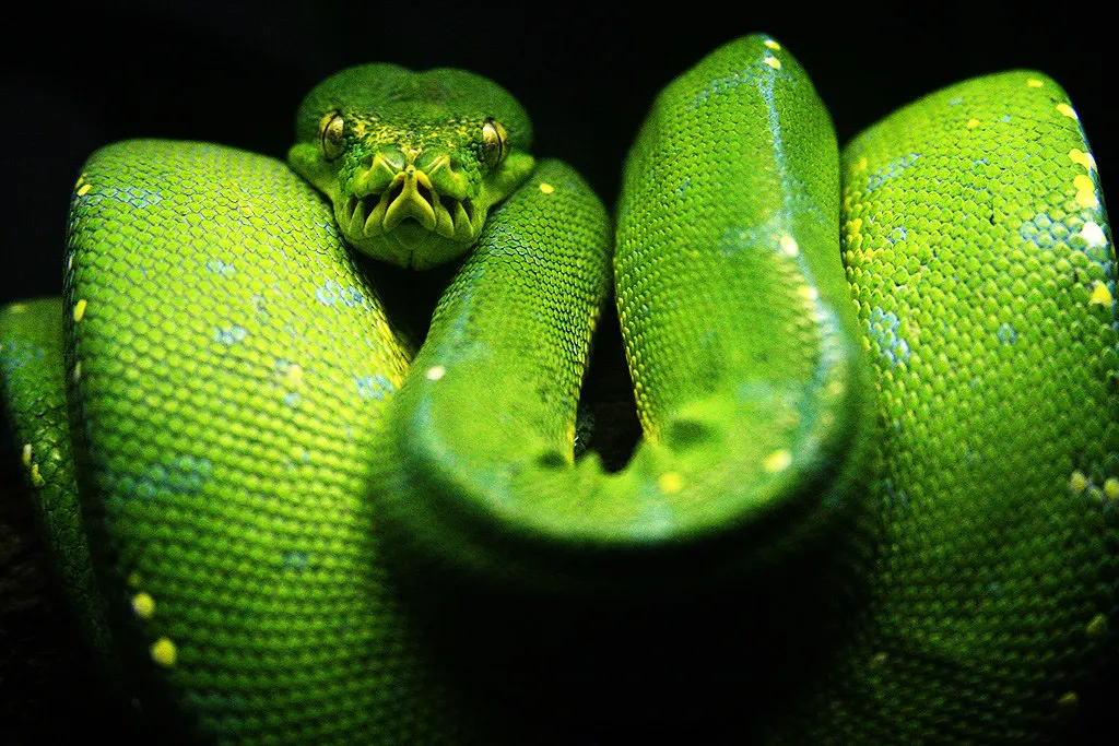 The One Python Function Hackers LOVE You to Use | by Maikel Mardjan ...