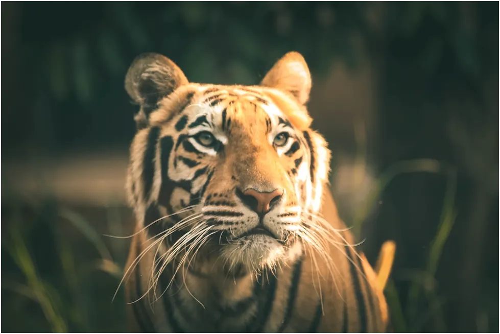 20 Most Curious Animals In The World (With Pictures) | by Mr Adam | Medium