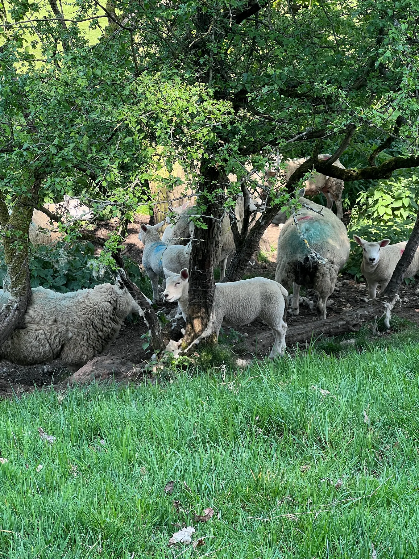 Dehumanizing Math Educators: The Jo Boaler Story You Don’t Know | by ...