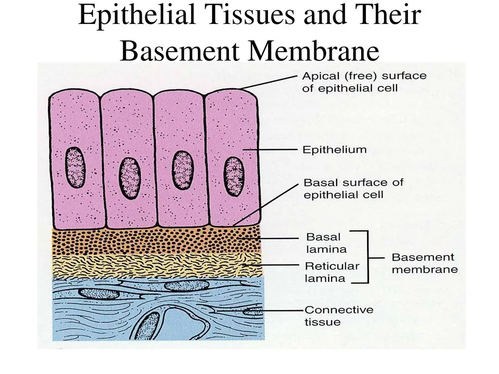 Connective Tissue. (Define , Classification, Types of… | by ...