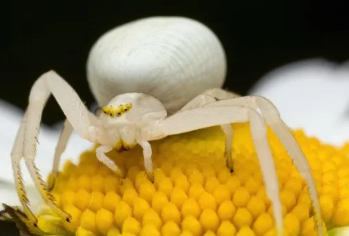 5 Beautiful Pink Snakes In The World (With Pictures) Update Aug 2024 ...