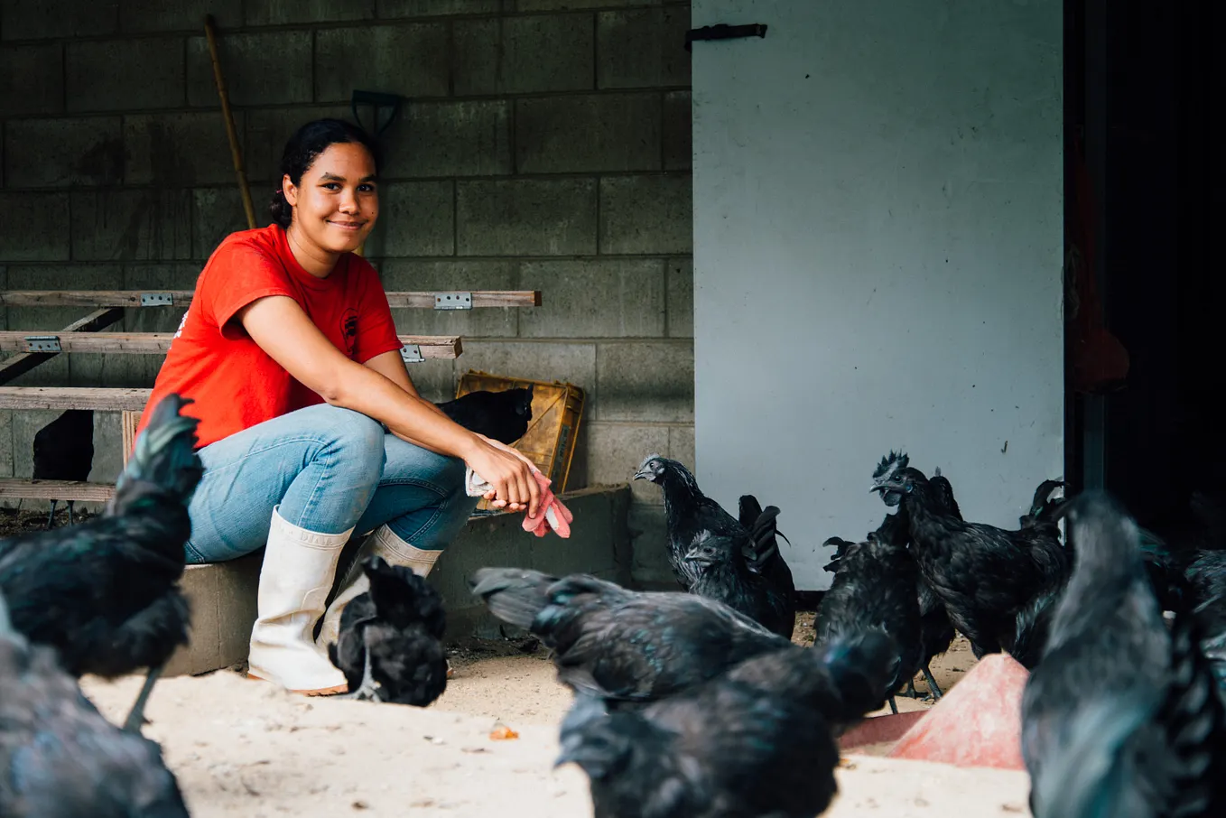 Mother of Chickens. The story of Yeonsan Ogye Black Chicken… | by ...