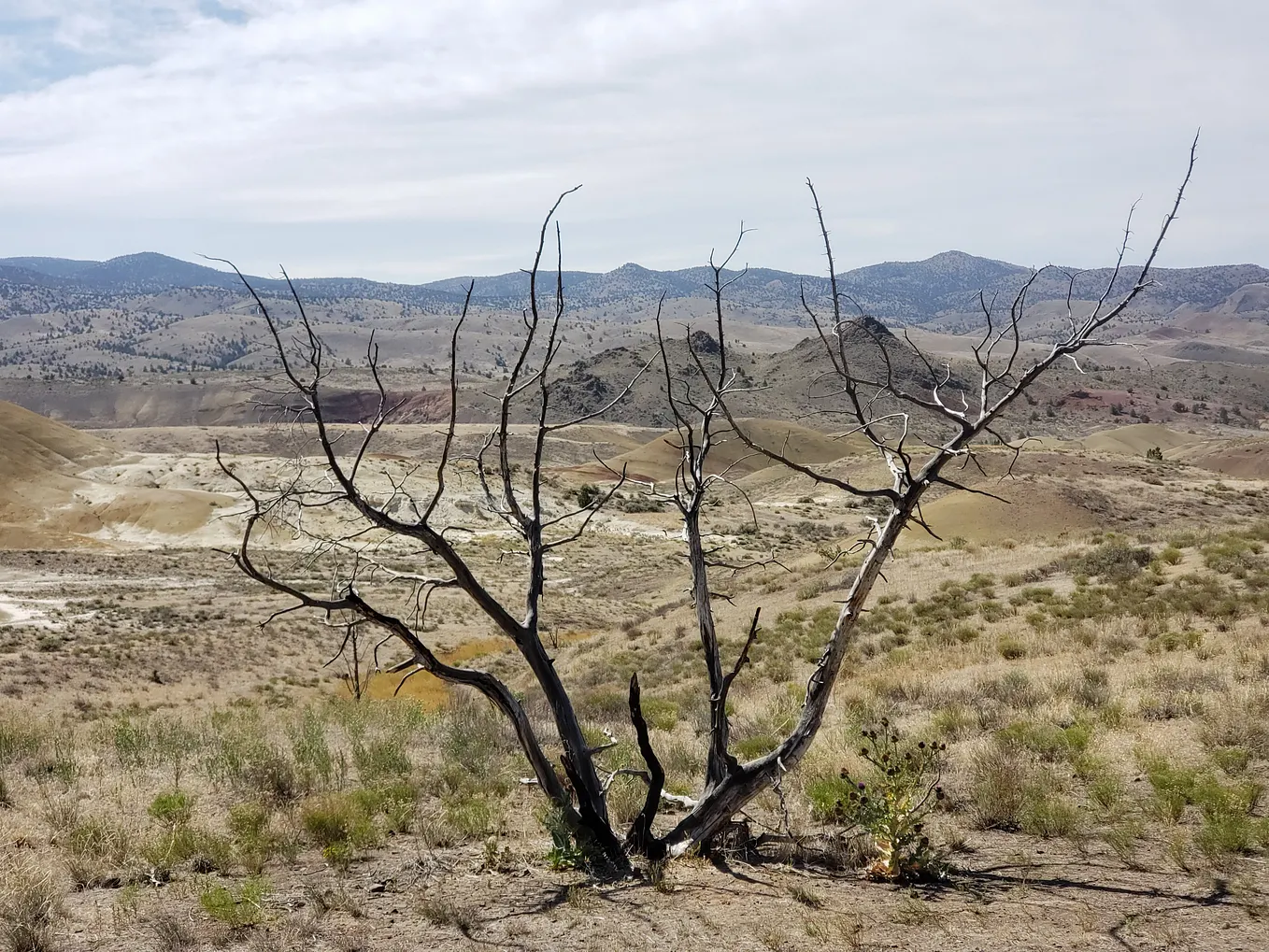 The Bizarre History of Cattle Dipping | by Liz Koonce | The Environment ...