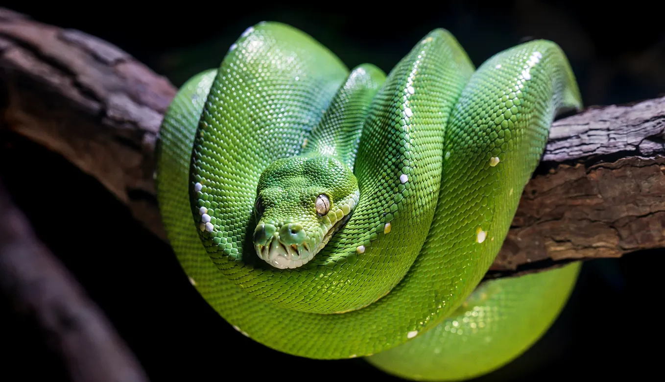 Python 3.13: Hidden Features and Improvements You Might Have Missed ...