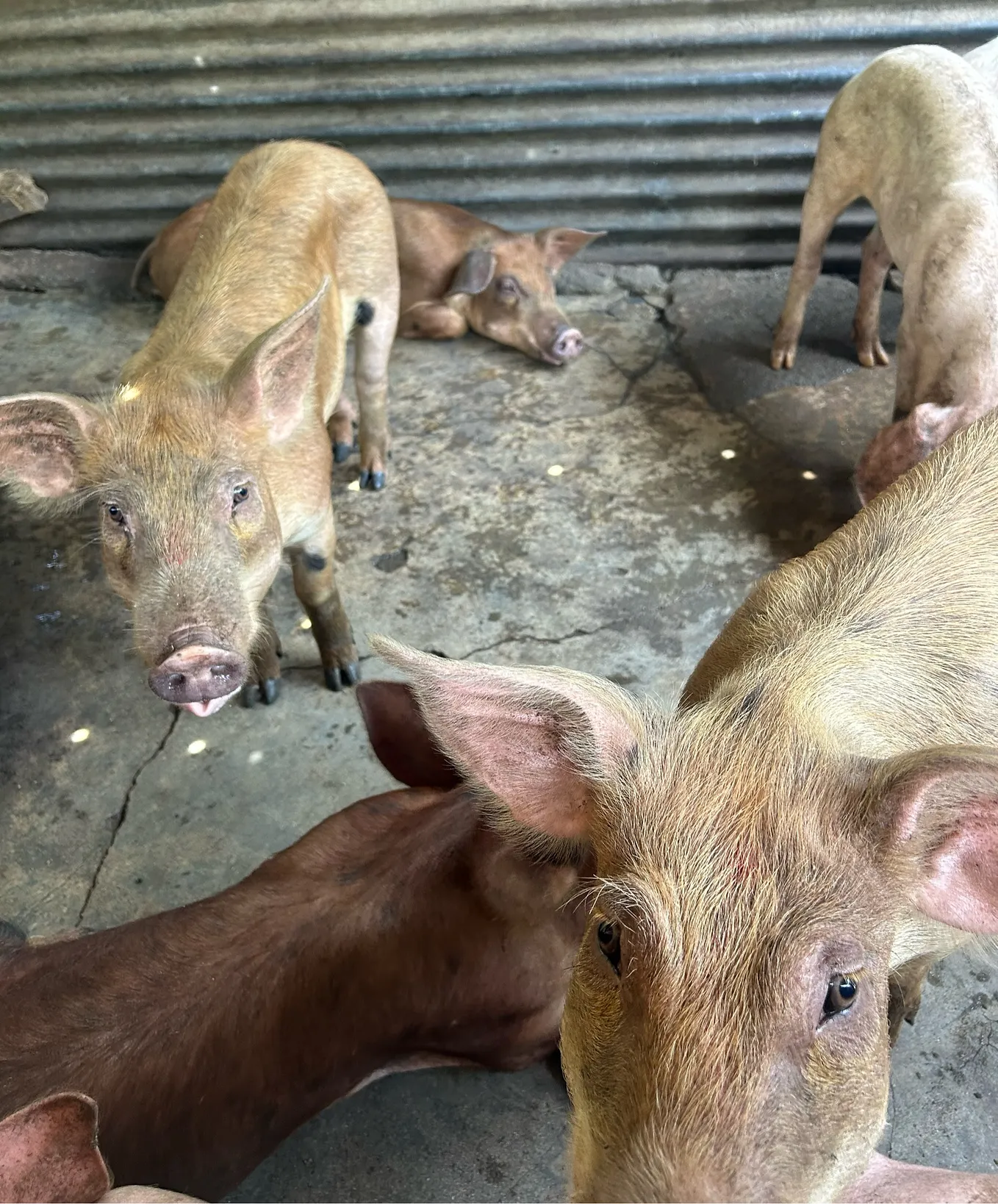 From Domestication to Development: The Untold Role of Pigs in ...
