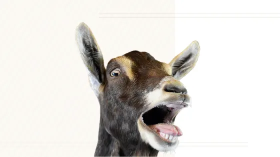My Goats Cough All the Time. Here’s 9 Reasons Why | by Amanda Pieper ...