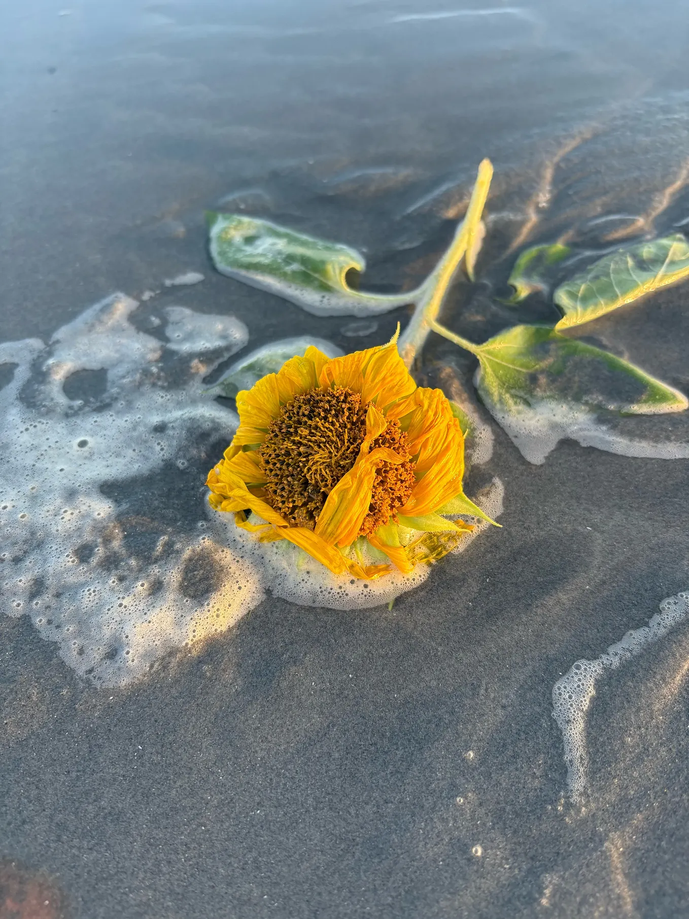 Flying. Higher! | by Vanita Chawla | Picture Poetry | Sep, 2025 | Medium