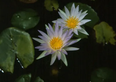 5 Water Lily Facts To Blow Your Mind | by The International Waterlily ...