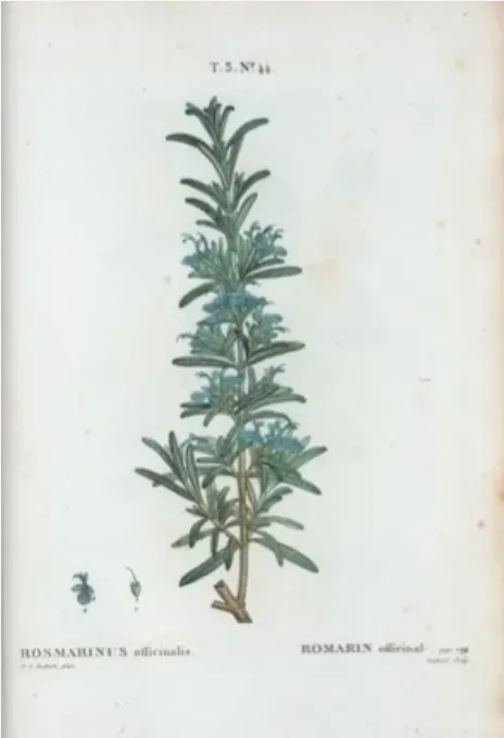 World War II’s Secret Weapon — Whortleberries: A Botanical History | by ...