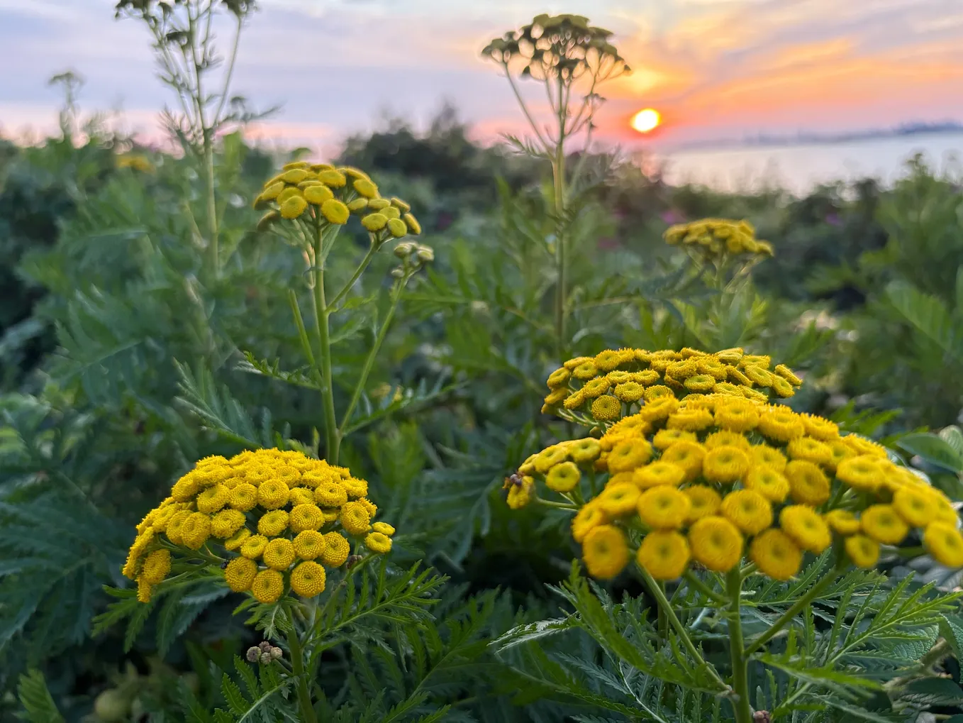 Java Interview: Converting a List of Strings to a Comma-Separated String in Java: Multiple ...