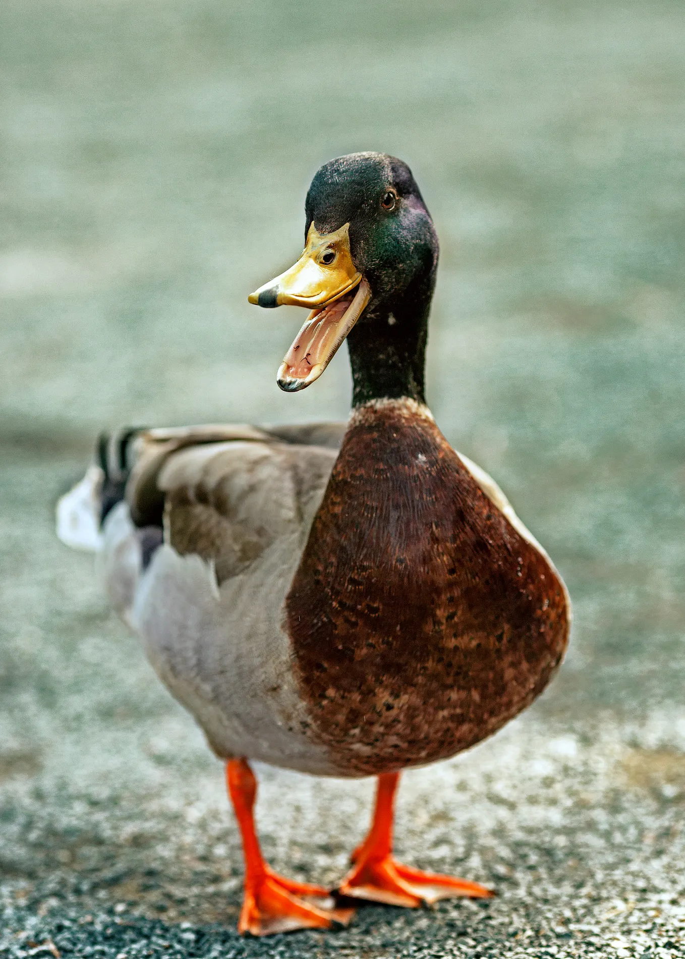 Understand DuckDuckGo Search API: A Practical Guide with step-by-step Python Code Examples | by ...