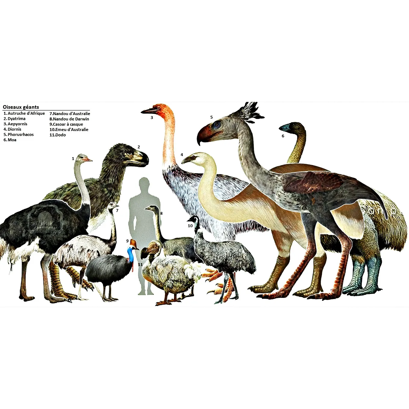 What Animals Were Tamed by the Indus Valley Civilization? | by Alan S. | Medium