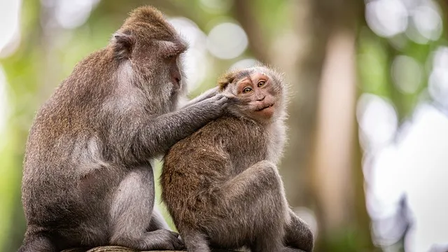 Animals With Paws (8 Examples). Have you ever wondered which animals ...