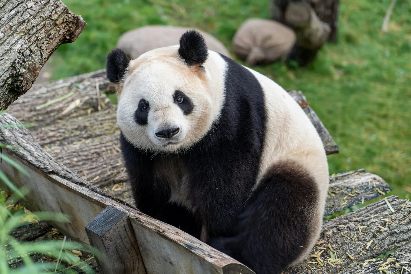From Excel Files to Pandas DataFrames | by Giulio Laurenti, PhD | Mar ...
