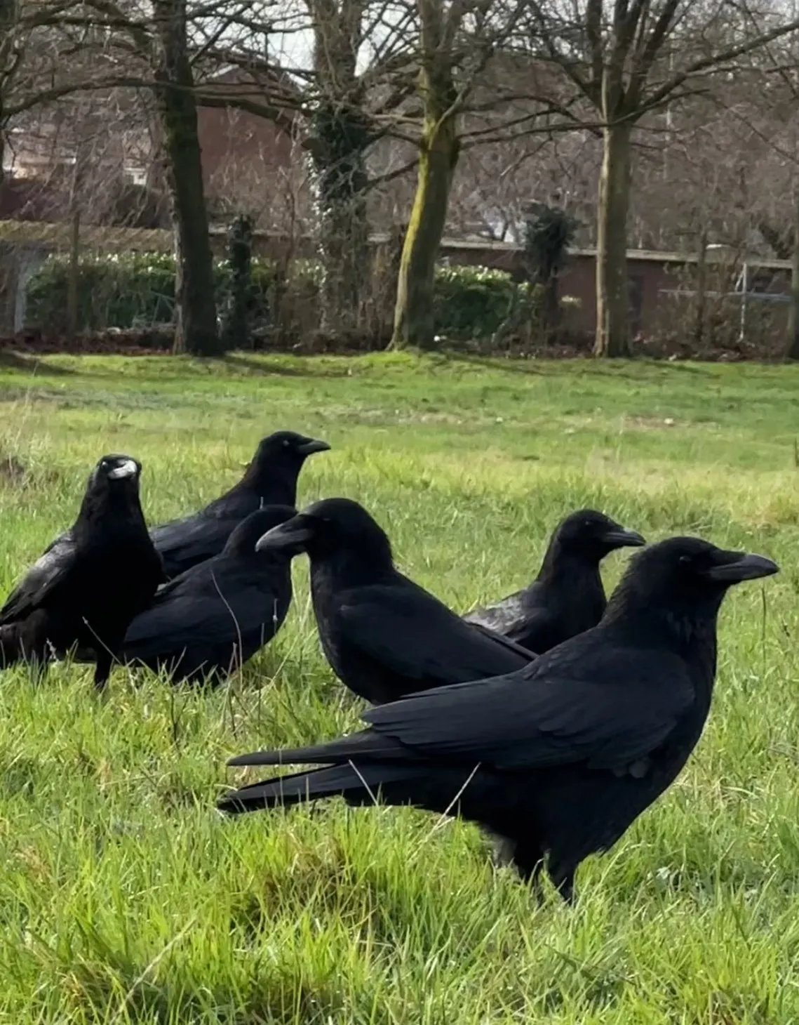 Feeding the Crows: A Quick Guide. As a specialist corvid rehabber, I am ...