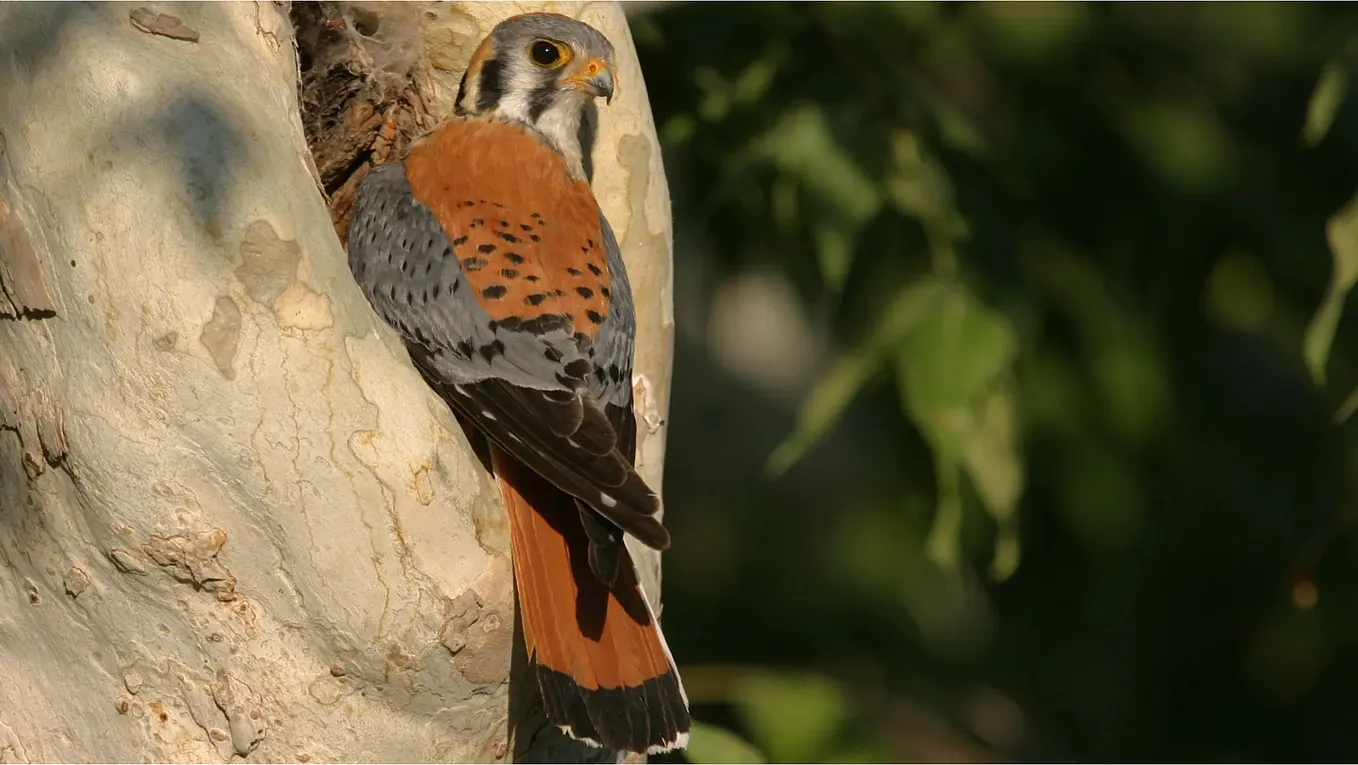 Heath Hens: Booming Ben and the End of a Species | by Michelle Short ...