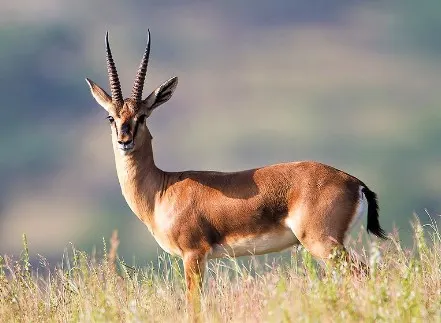 9 Animals with Small Eyes: Nature’s Unique Wonders in 2024(Picture ...