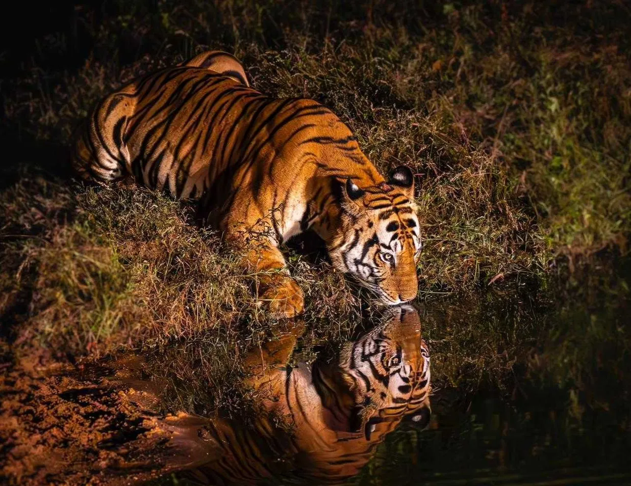 Why Animals Come Out at Night: The Science Behind Nocturnality | by ...