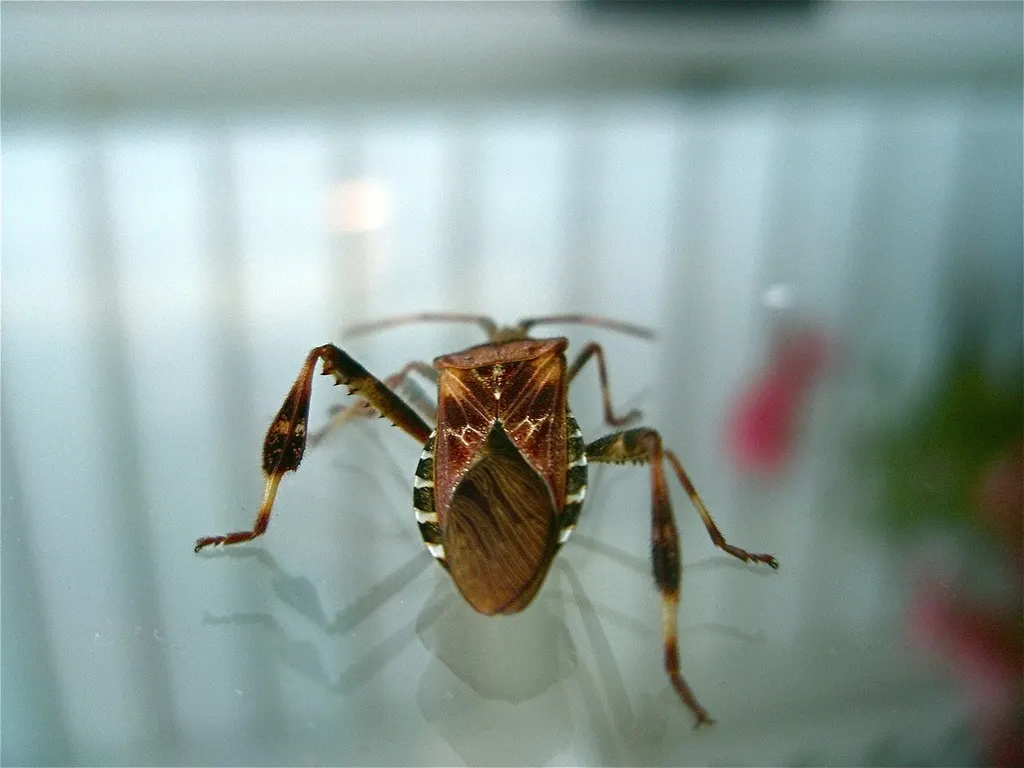 Fire bug: Insects’ complex relationship with the flames | by Gary ...