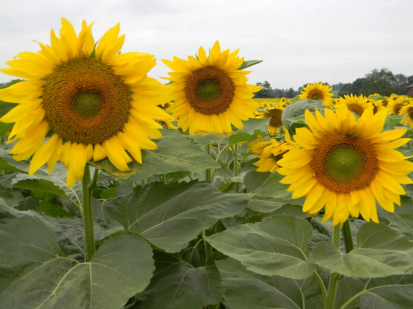 What Floats. Weeds & Wildflowers July Prompt | by Dennett | Weeds ...