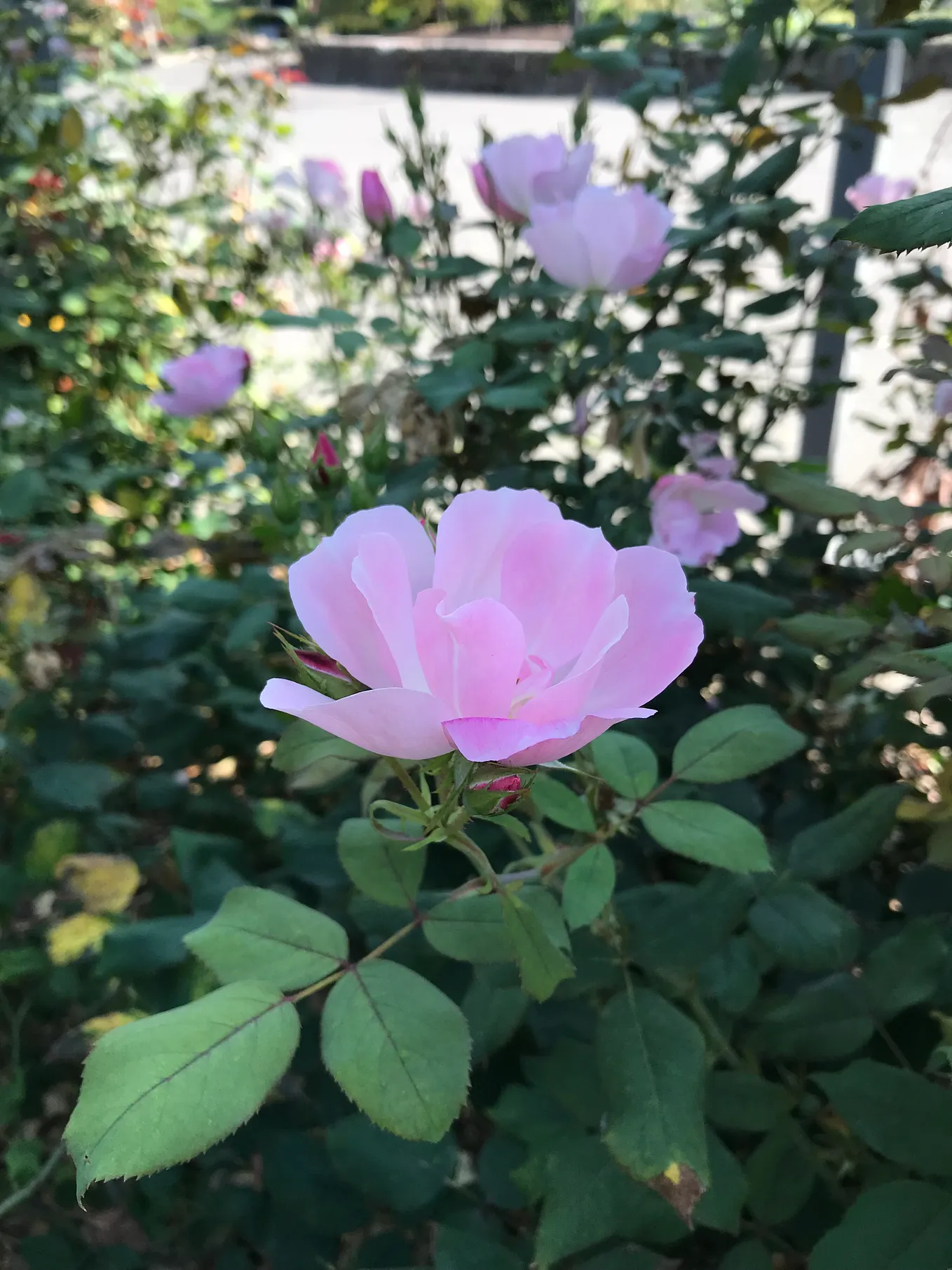 A Story About Peace I Did Not Know I Needed | by Kim Weisner | Women Write | Nov, 2025 | Medium