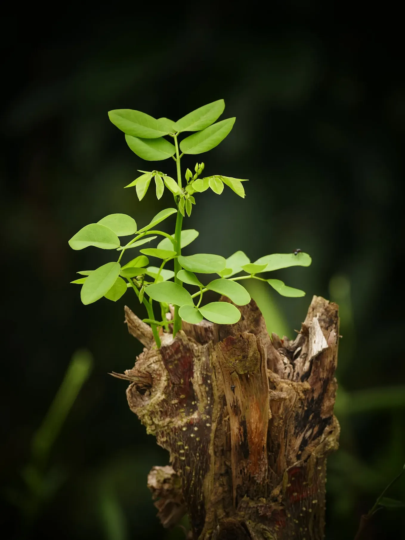 Mastering Leadership: The Art of Managing Up, Down and Sideways | by ...