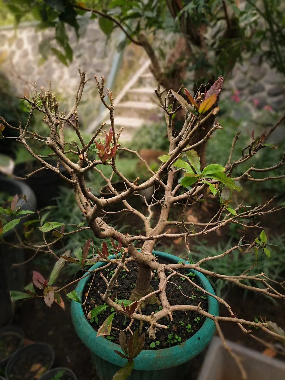 🕊️Ibadah dan Halaman Rumah. 🌿Mengusahakan dan Memelihara | by Pelita ...
