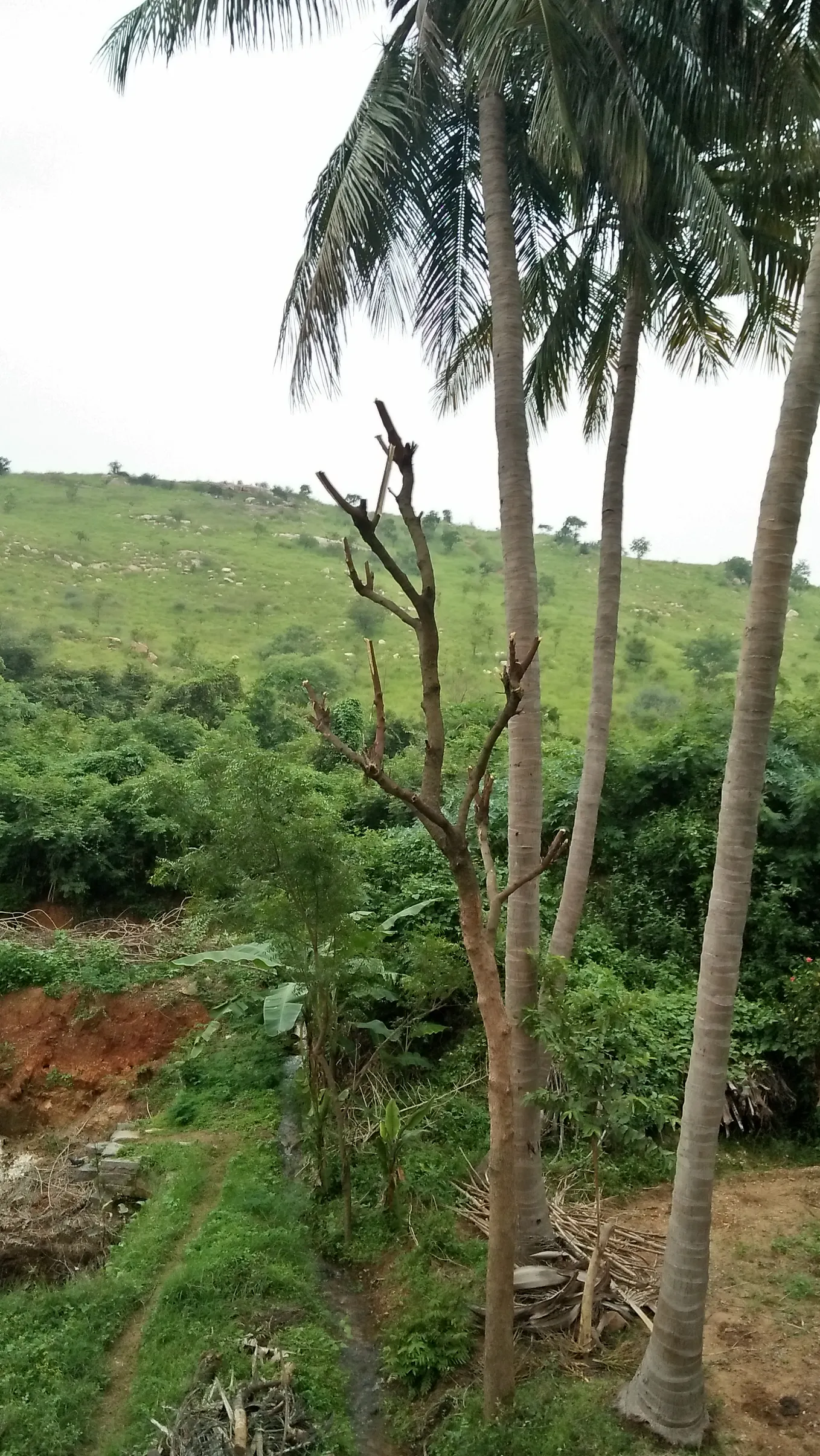 Turahalli-the Paradise of adventuristic Bengaluru | by Vijay Vikky | Medium