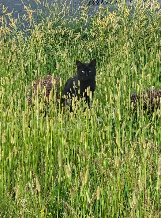 HTML Tips #55: Creating an HTML5-Based Game | by Mariosdev | Dev Genius